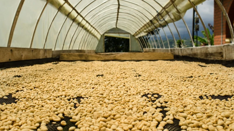 The Science Behind Washed Process Coffee: How It Affects Flavor and Quality