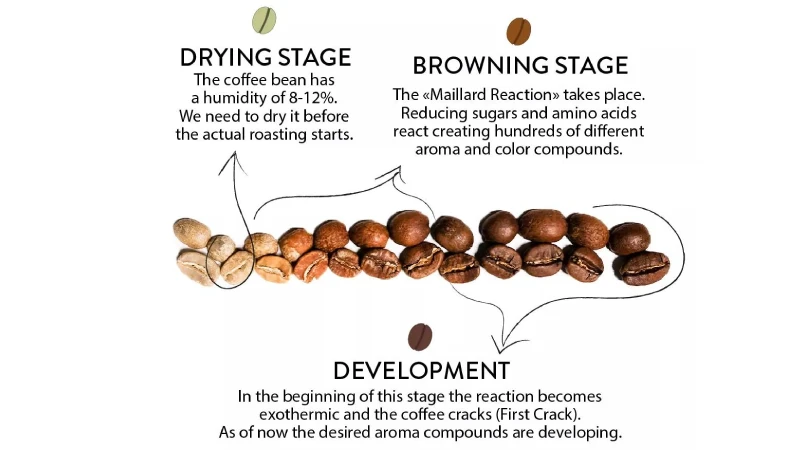 The Maillard Reaction: A Roaster's Guide to Creating Coffee Flavor