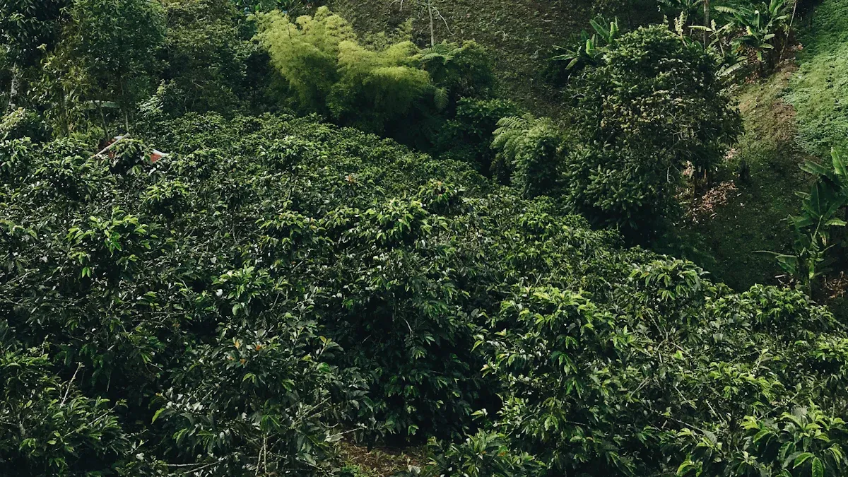 What Makes Shade Coffee Different: Cultivation Methods and Quality ...