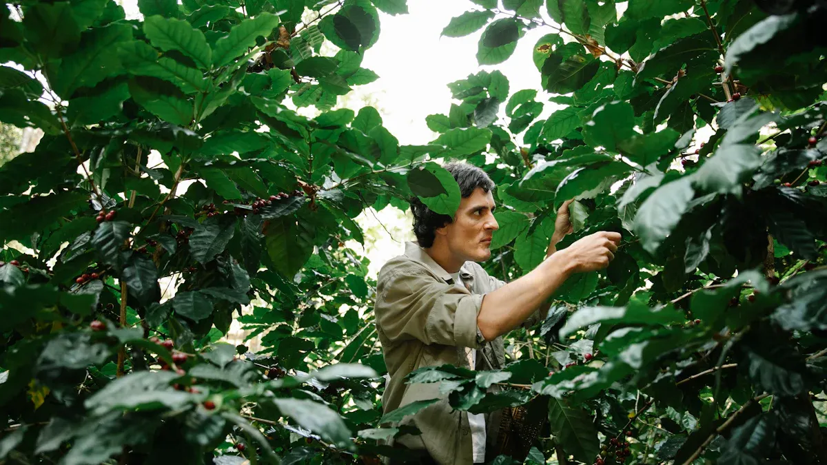 A Guide to Shade Grown Coffee and Its Environmental Impact