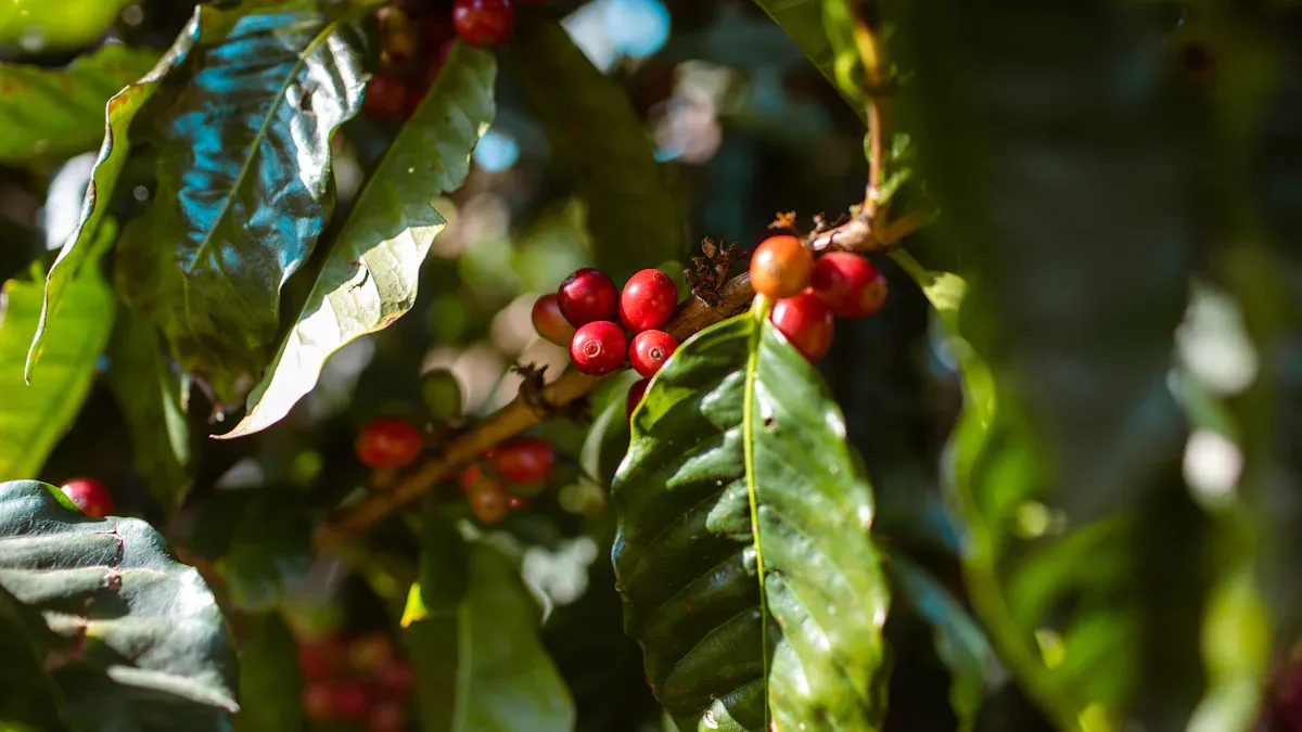 What Is Geisha Coffee? Origin, Flavor, Price, and Why It’s So Famous