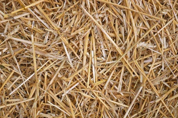 ¿Qué es la paja de trigo y por qué es tan popular?